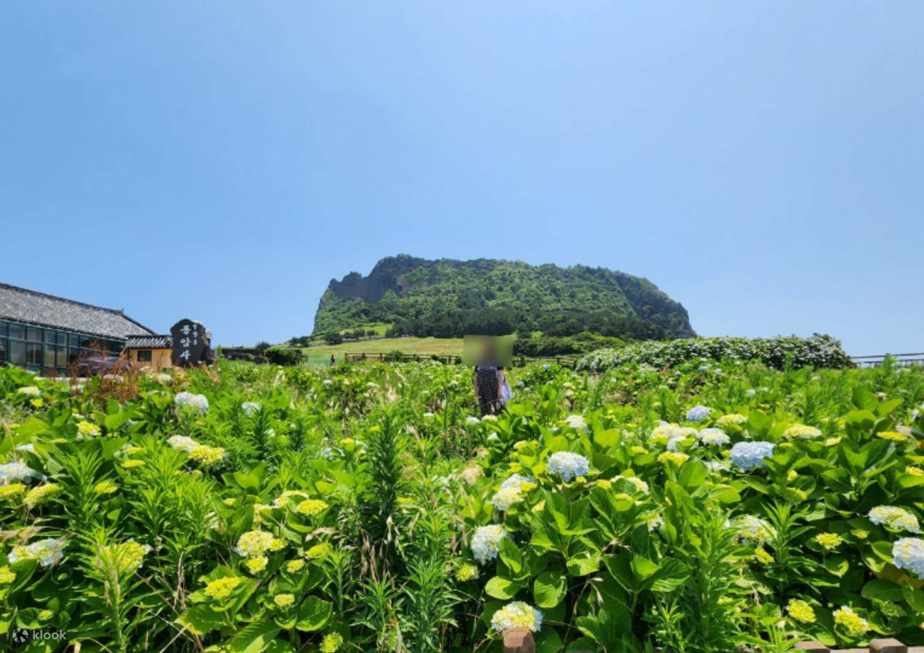 [For Cruise Guests] Jeju: UNESCO Sites & Haenyeo Culture Experience ...